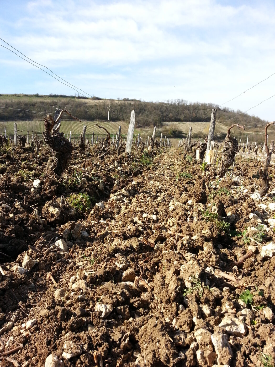 Domaine François Millet（ドメーヌ・フランソワ・ミレー） フランス / ロワール・サンセール