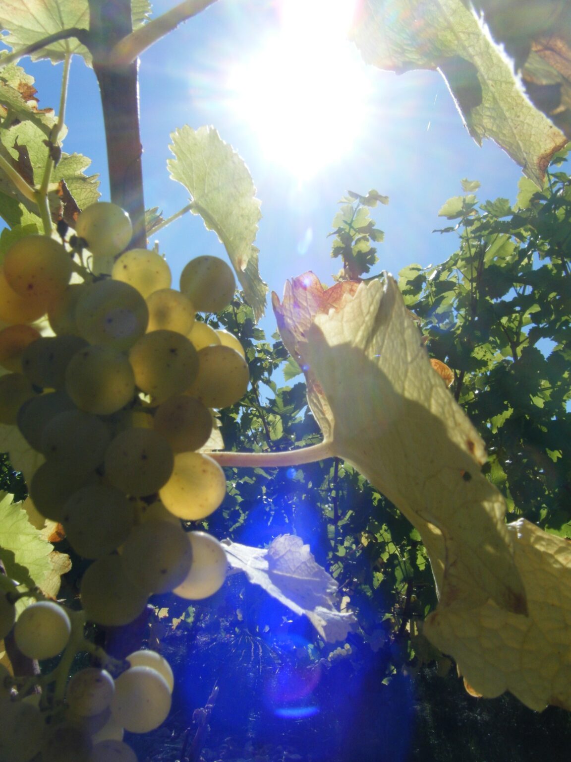 Domaine François Millet（ドメーヌ・フランソワ・ミレー） フランス / ロワール・サンセール