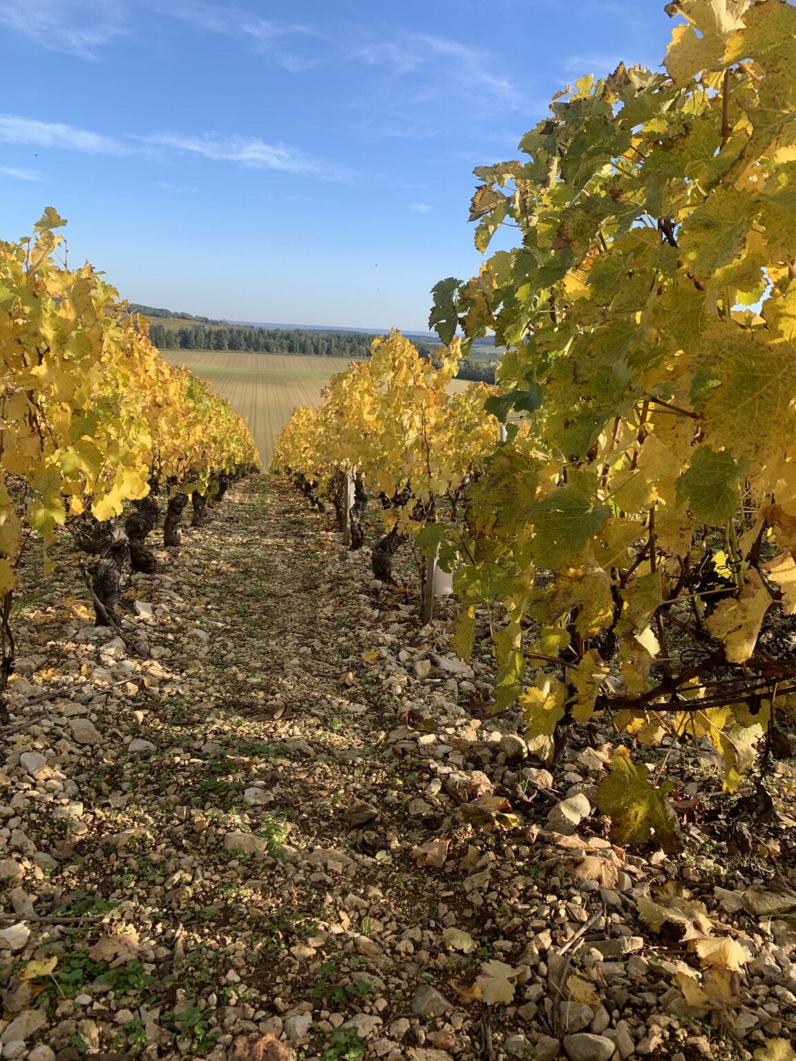 Domaine François Millet（ドメーヌ・フランソワ・ミレー） フランス / ロワール・サンセール